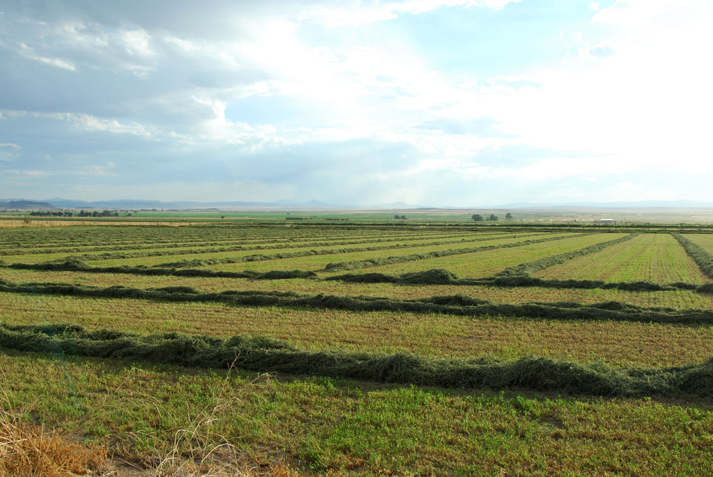 USDA Grass Hay Grading Standards | swiftharvest.net